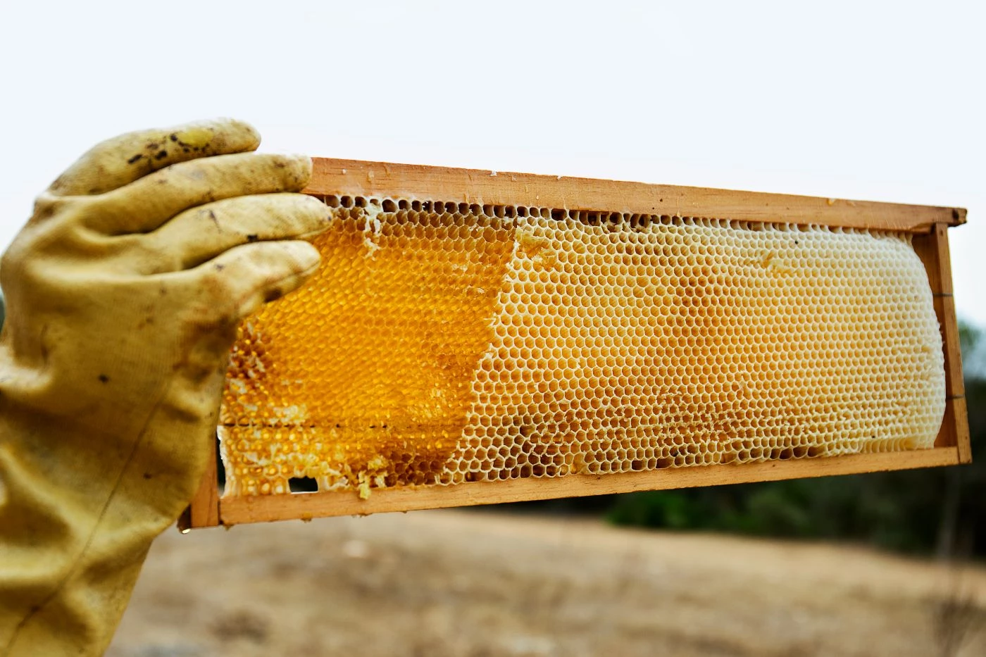 How Do Bees Make Honey? (Step-by-Step with Diagram) - 🐝 BootstrapBee ...