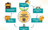 How Do Bees Make Hives? (Step-By-Step with Diagram) - 🐝 BootstrapBee.com - Actionable ...