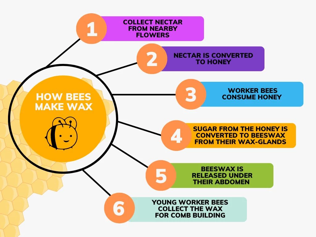 How Do Bees Make Wax Step By Step With Diagram 🐝 Actionable