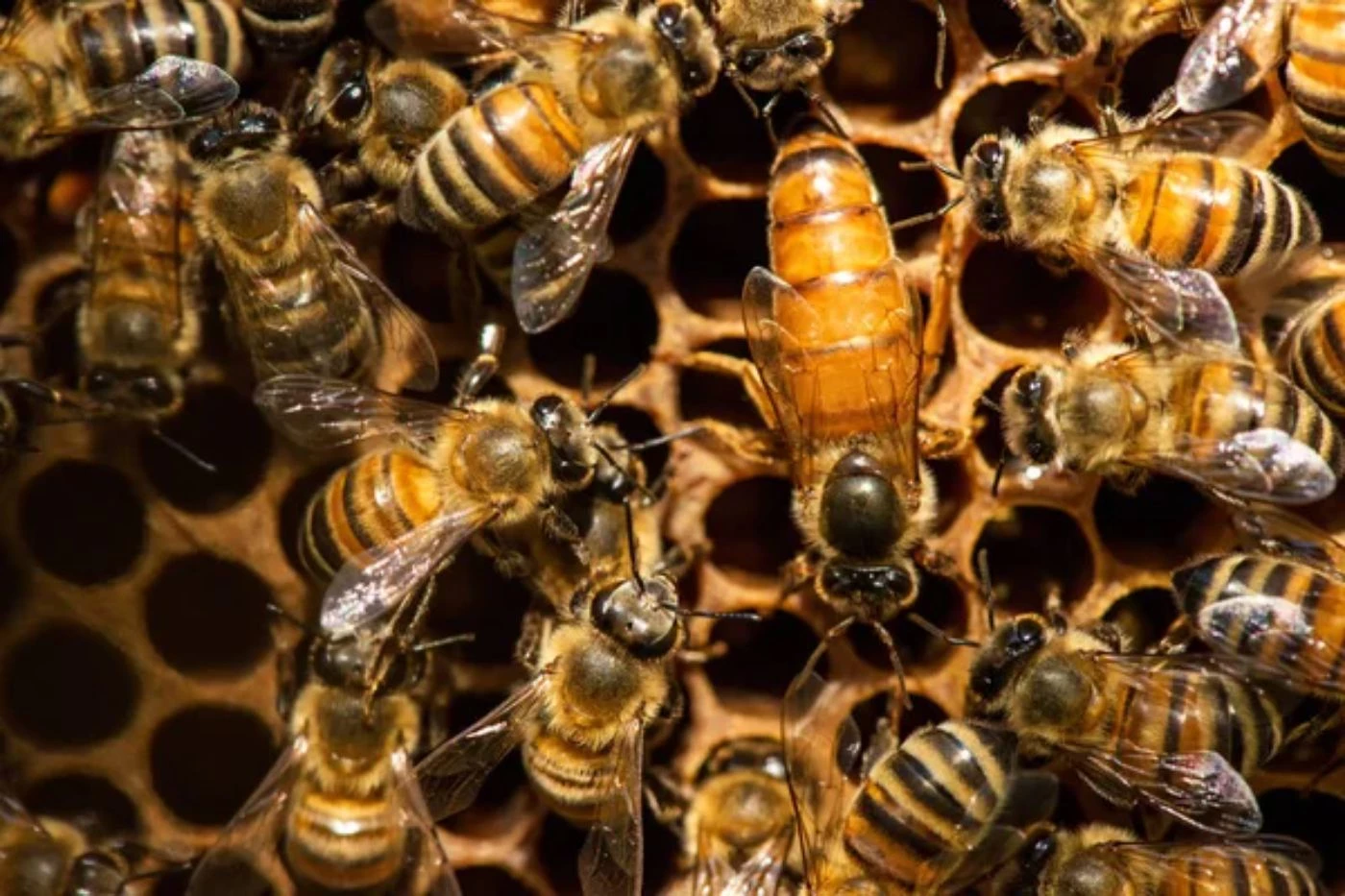 How Many Bees Are In a Hive on Average? - 🐝 BootstrapBee.com ...
