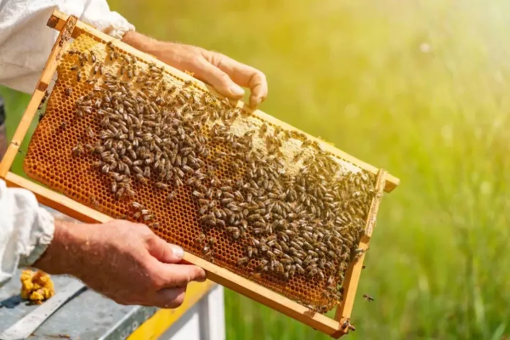 How Many Bees Are In a Hive on Average? - 🐝 BootstrapBee.com - Actionable bootstrapping guides