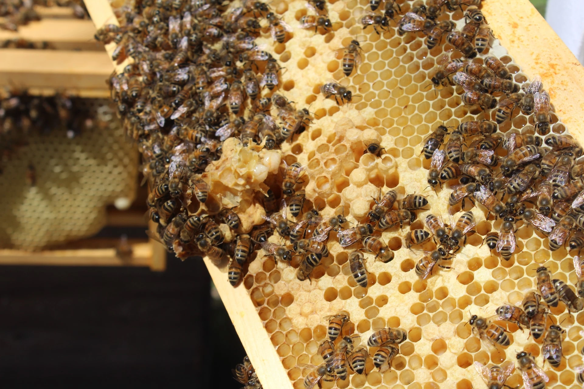 17 Interesting Facts About Queen Bees You Probably Don't Know - 🐝 ...