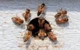 Why Do I Keep Finding Dead Bees In My House? - Don't Worry - 🐝 BootstrapBee.com - Actionable ...