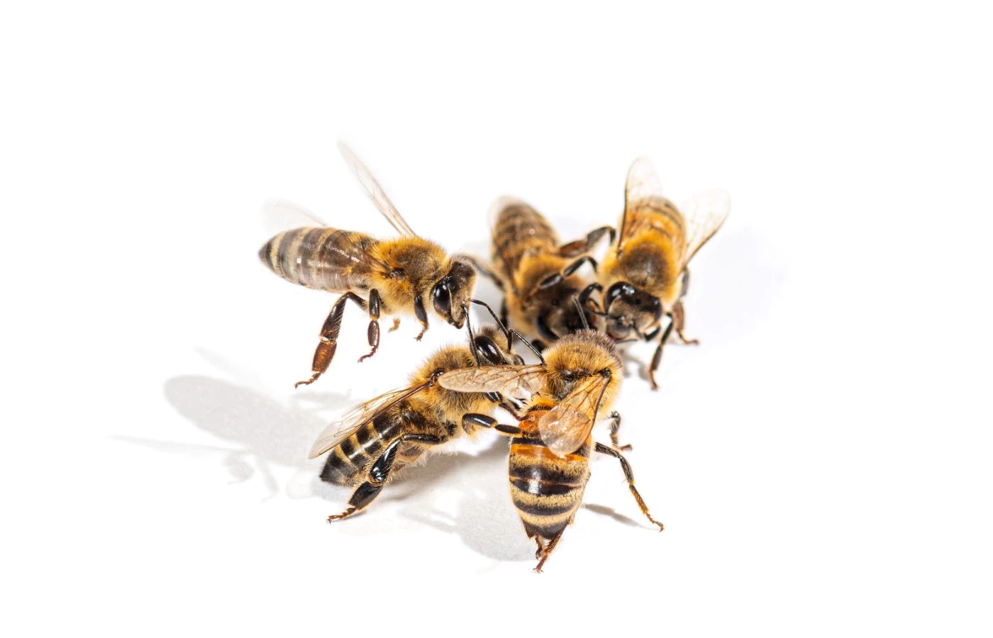 17 Interesting Facts About Queen Bees You Probably Don't Know - 🐝 BootstrapBee.com - Actionable ...