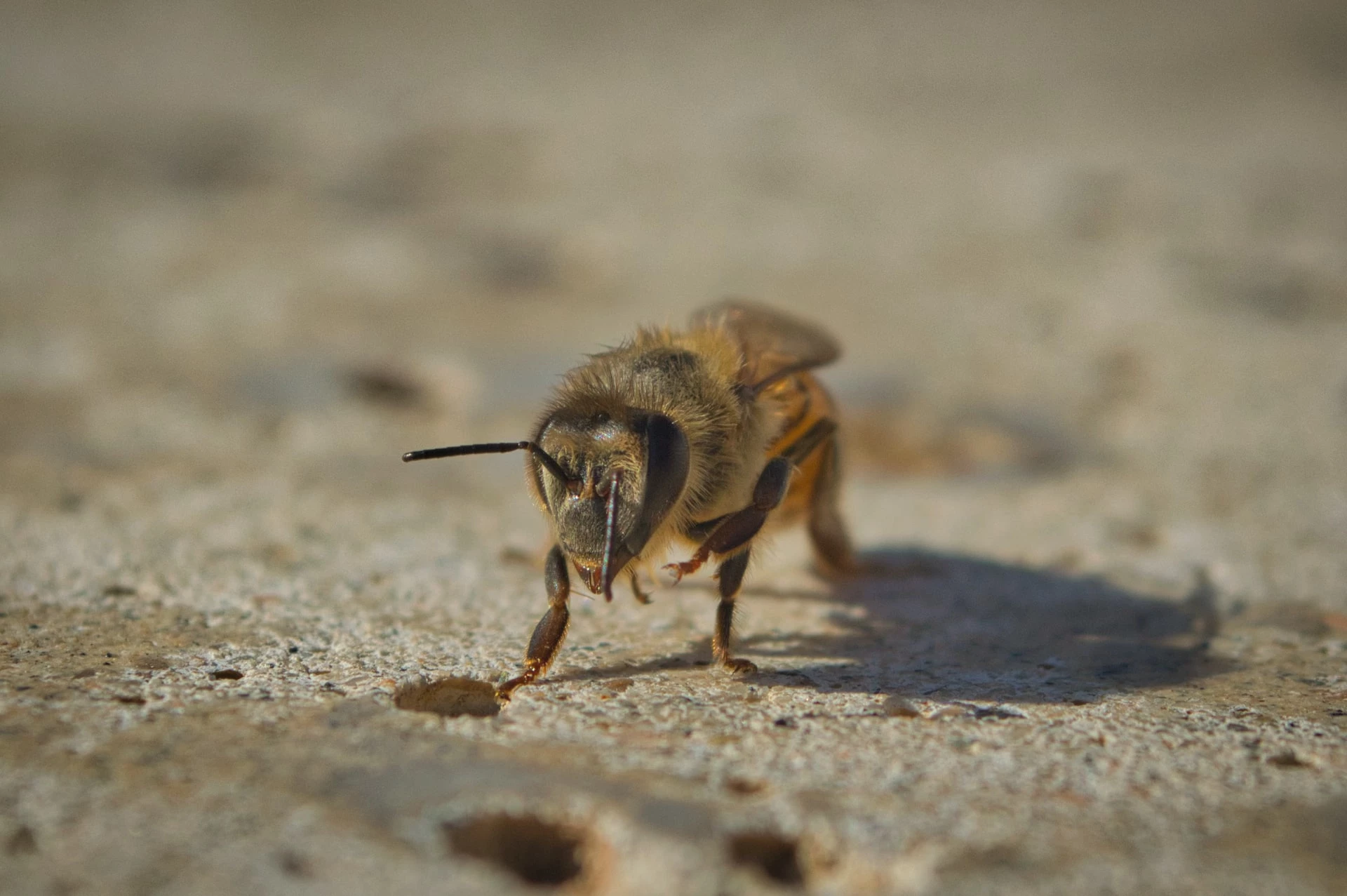 This Is How To Tell If a Bee is Dying or Just Tired - 🐝 BootstrapBee.com - Actionable ...