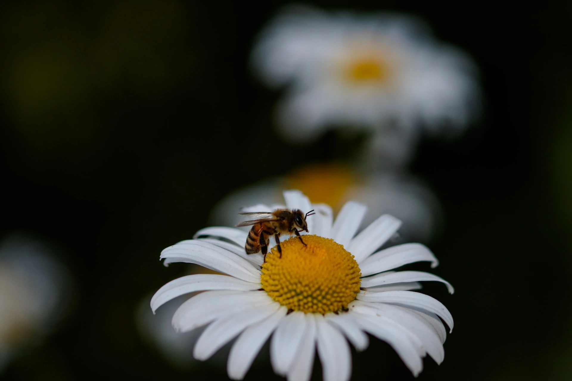 This Is How To Tell If a Bee is Dying or Just Tired - 🐝 BootstrapBee.com - Actionable ...