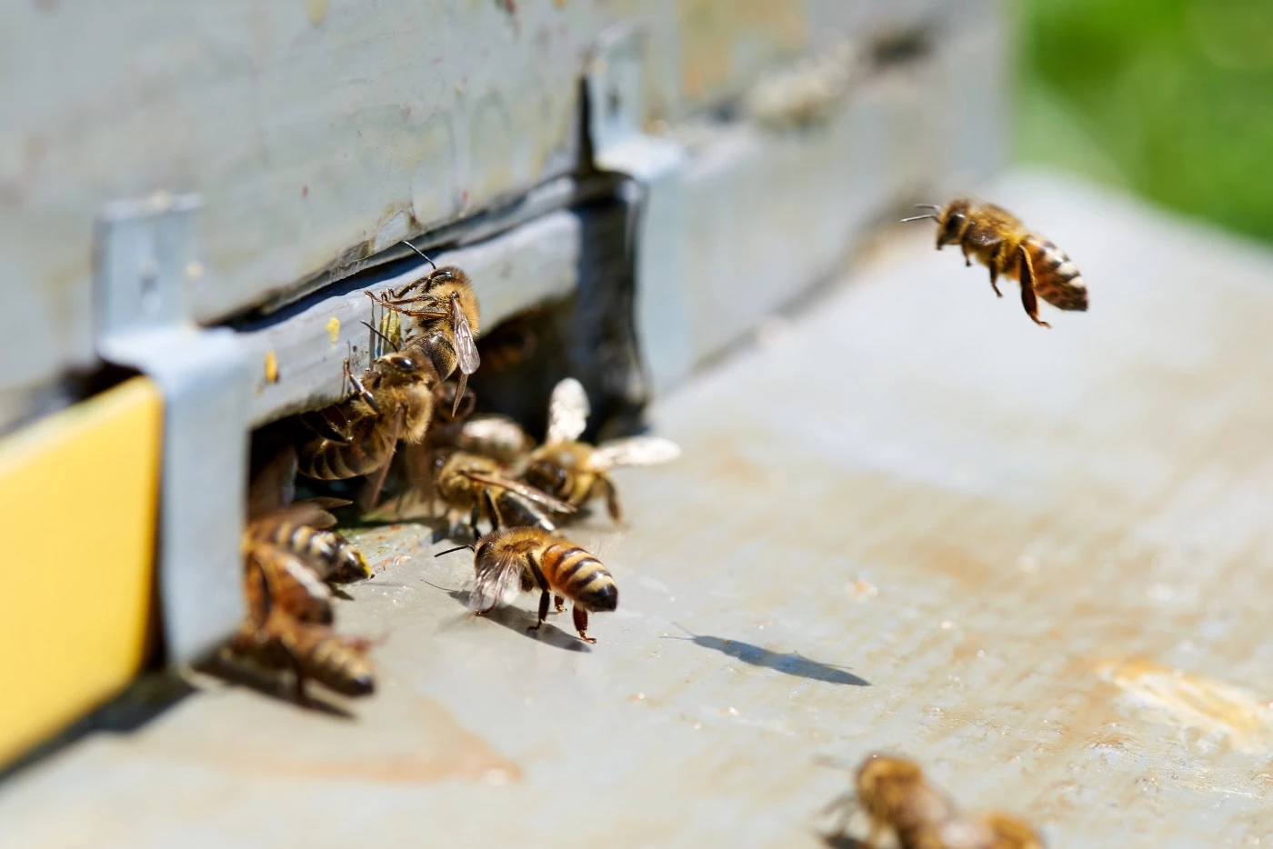 What Temperature is Too Hot for Honey Bees? - 🐝 BootstrapBee.com - Actionable bootstrapping guides
