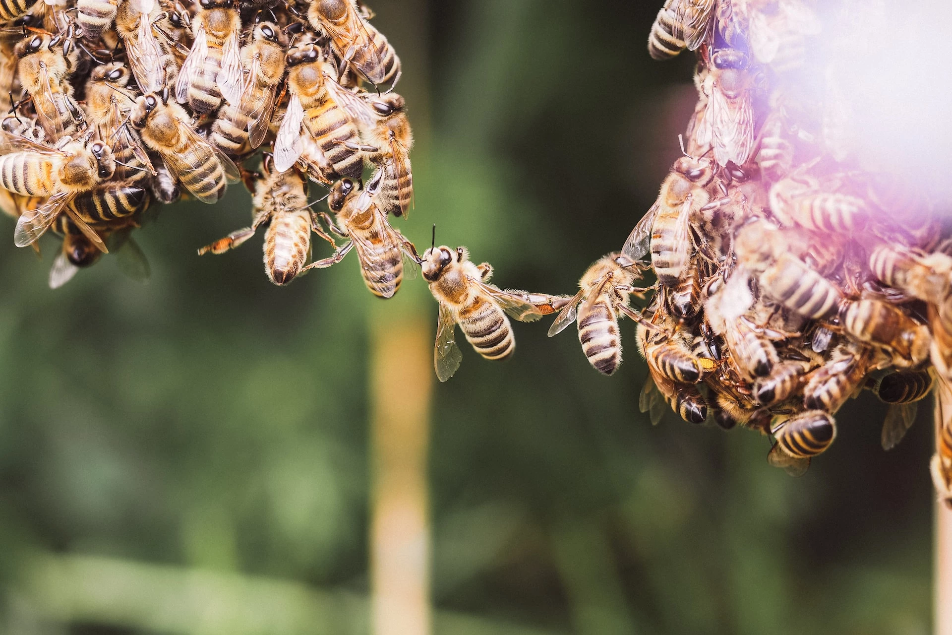 What Time of Day Do Bees Swarm? (A Surprising Pattern) - 🐝 BootstrapBee.com - Actionable ...