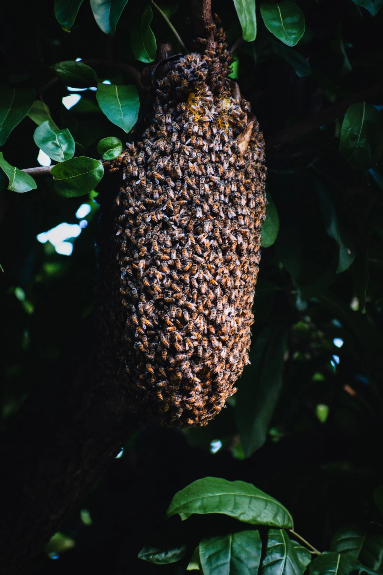 What Time of Day Do Bees Swarm? (A Surprising Pattern) - 🐝 BootstrapBee.com - Actionable ...