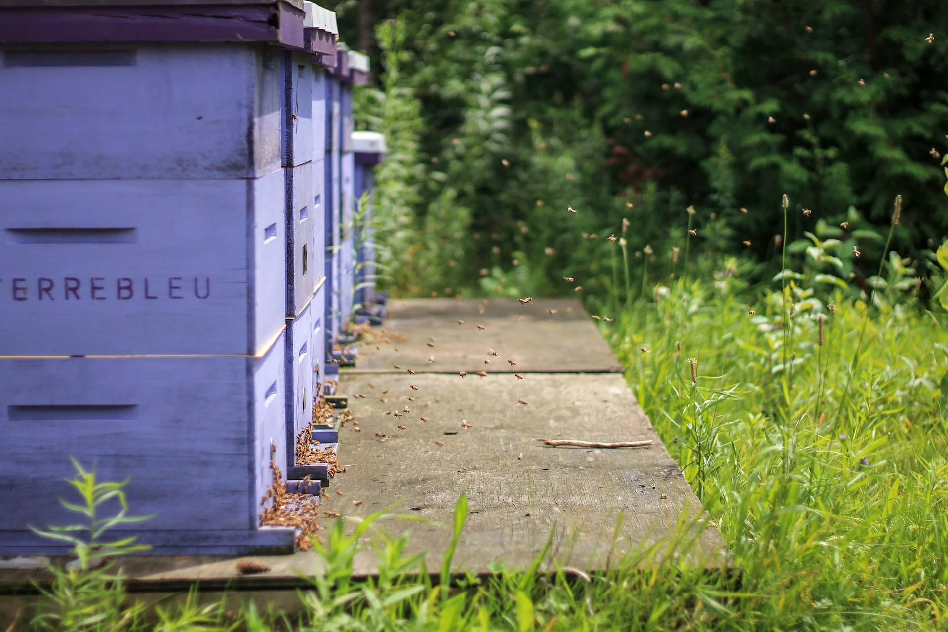 What Time of Day Do Bees Swarm? (A Surprising Pattern) - 🐝 BootstrapBee.com - Actionable ...