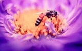 25 Interesting Facts About Bees You Probably Don't Know - 🐝 BootstrapBee.com - Actionable ...