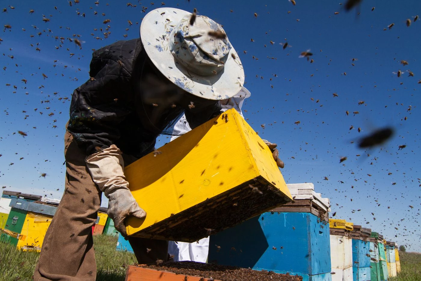 What Time Of Day Are Bees Most Aggressive? - 🐝 BootstrapBee.com - Actionable bootstrapping guides