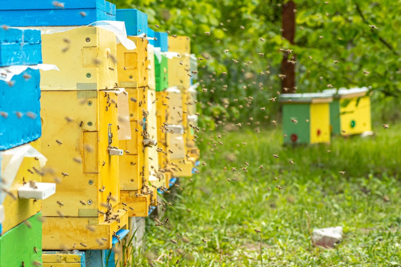 What Time Of Day Are Bees Most Aggressive? - 🐝 BootstrapBee.com - Actionable bootstrapping guides