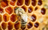 Ultimate Guide to Requeening a Hive Successfully Every Time - 🐝 BootstrapBee.com - Actionable ...