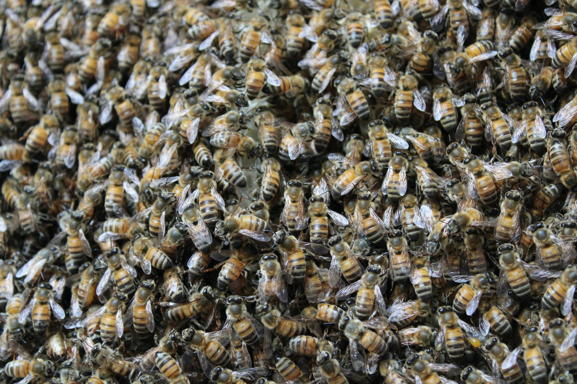 Will Bees Swarm Without a Queen? (And 3 Other Reasons) - 🐝 BootstrapBee.com - Actionable ...