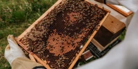 The Real Cost to Start Beekeeping (2023) - With 4 Examples - 🐝 ...
