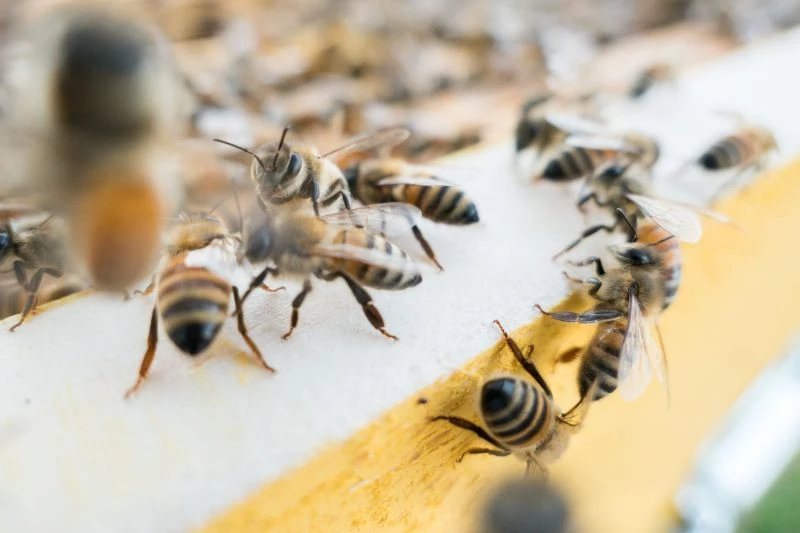 Beehive Temperature: What's Too Hot, Too Cold, & Optimal? - 🐝 ...