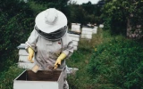 What To Do With an Abandoned Beehive? (Avoid This) - 🐝 BootstrapBee.com - Actionable ...