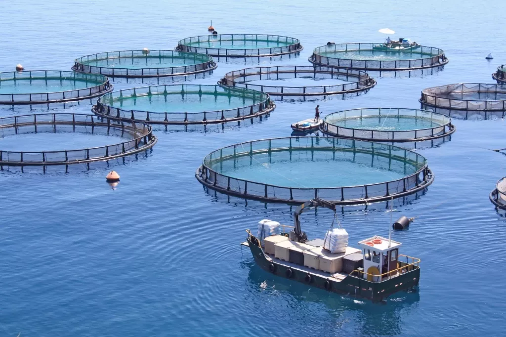 Fish Farm Equipment You'll Need (with Costs Breakdown) - 🐝 BootstrapBee ...