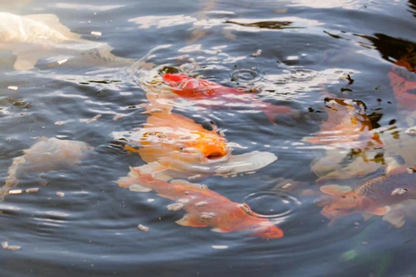 How To Start Fish Farming at Home on Any Budget - 🐝 BootstrapBee.com ...