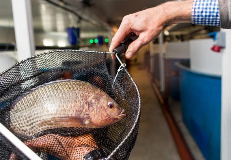 Is Tilapia Farming Profitable? (2024 Breakdown) - 🐝 BootstrapBee.com ...
