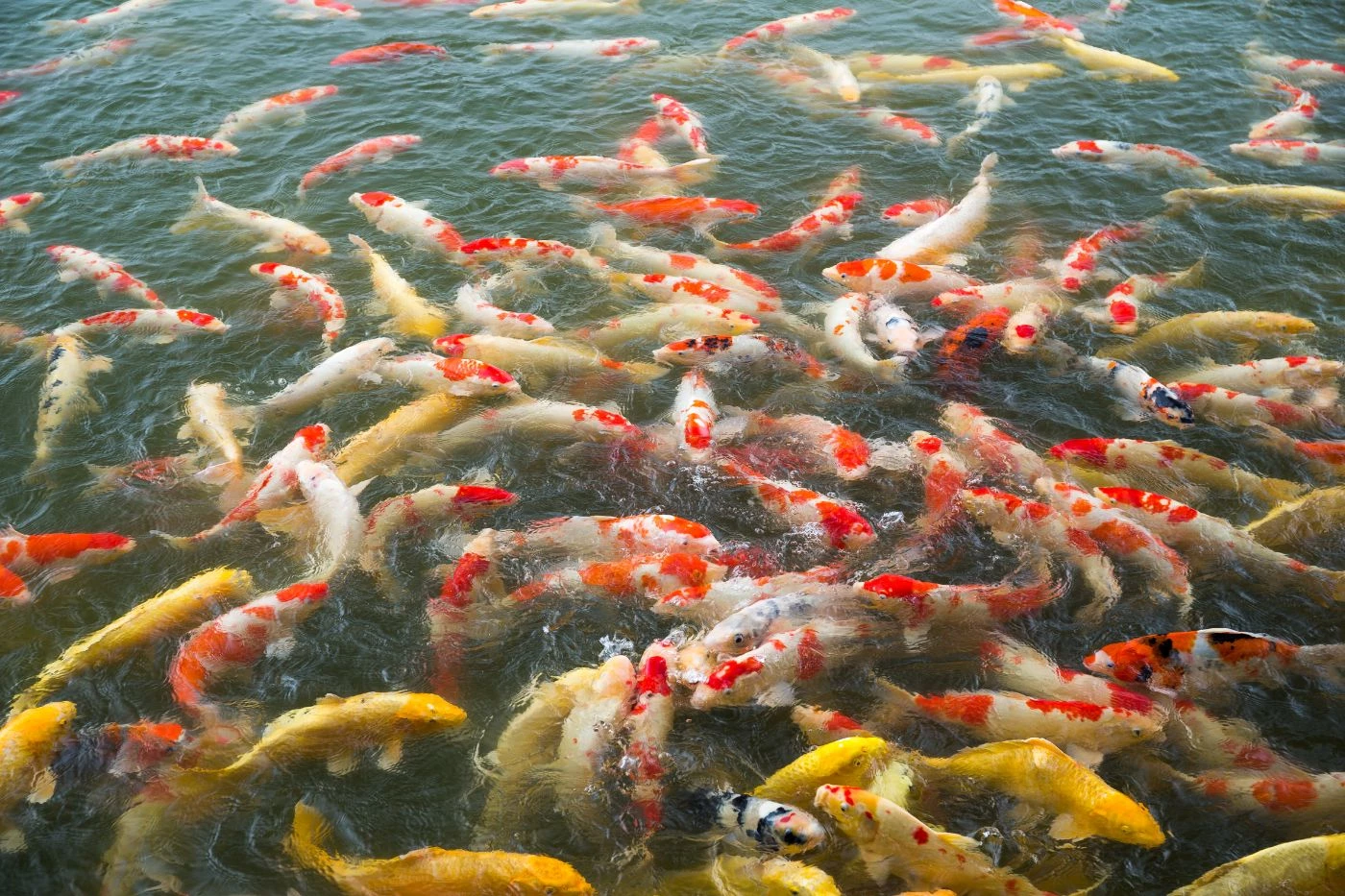 Minimum Pond Size for Fish Farming (Catfish, Tilapia, More) - 🐝 ...