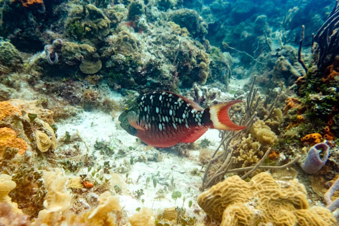 Modern Fish Farming Techniques: 7 Insider Tricks - 🐝 BootstrapBee.com ...