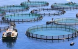 The Fastest Growing Fish for Farming (with 13 Examples) - 🐝 ...