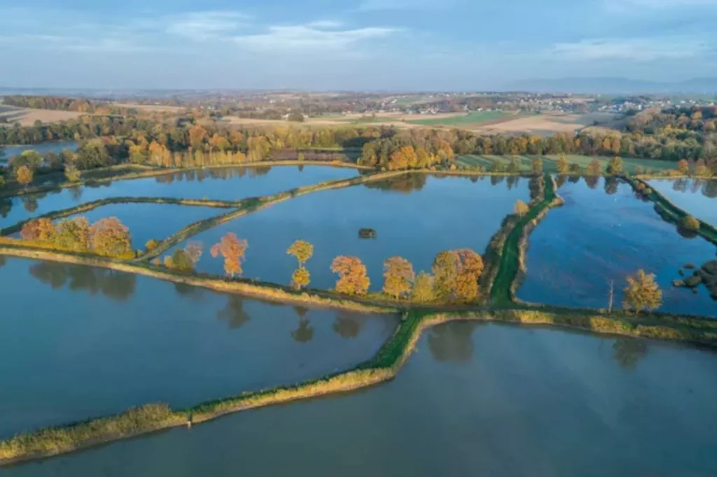 The 3 Most Common Types of Earthen Ponds Explained - 🐝 BootstrapBee.com ...