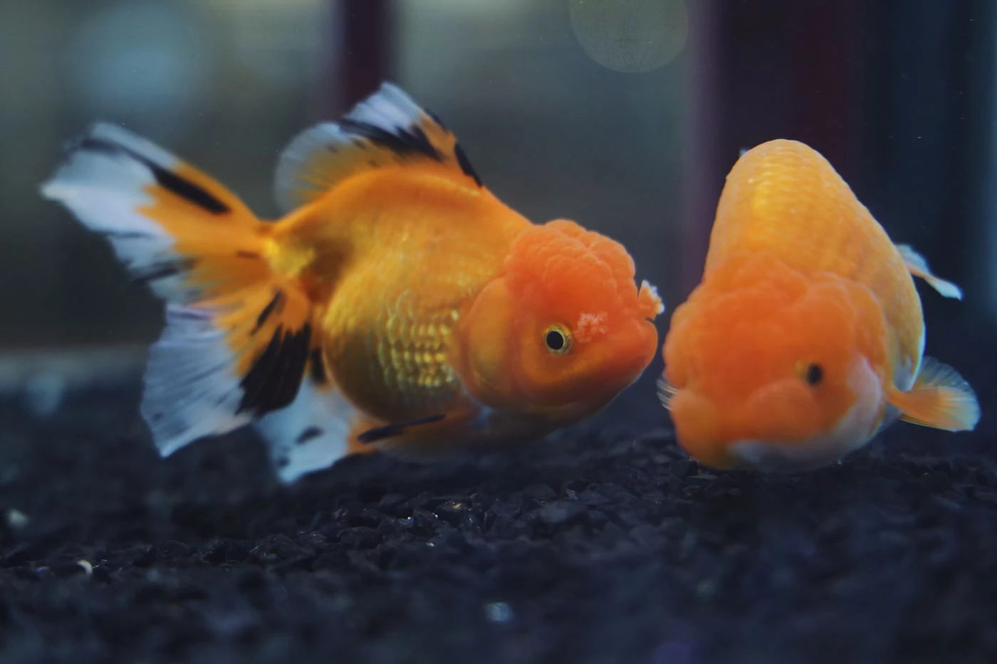 The 13 Best Fish to Farm at Home (Least Hassle) - 🐝 BootstrapBee.com ...