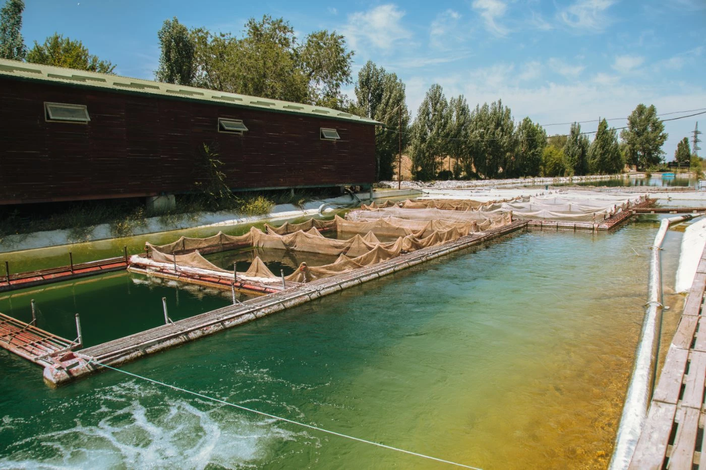 Which Type of Pond is Best for Fish Farming? (and Why) - 🐝 BootstrapBee ...