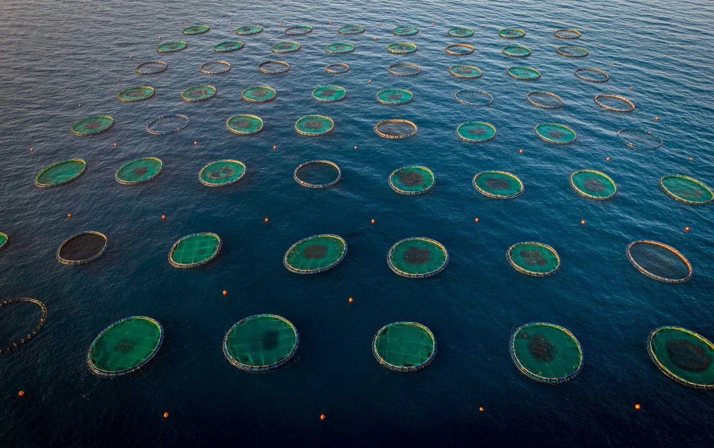 The Most Common Fish Farming Methods: Ultimate Guide - 🐝 BootstrapBee ...