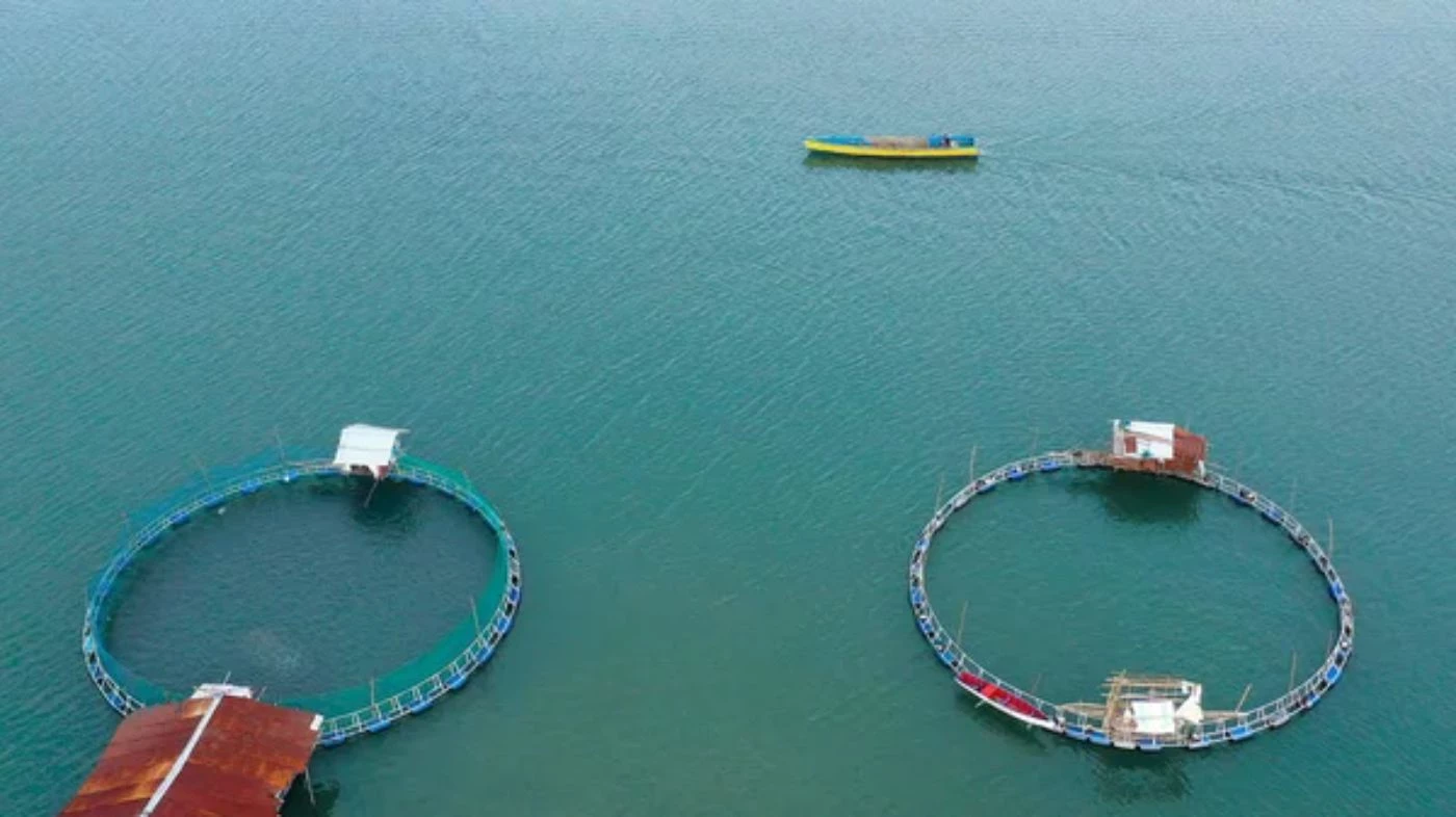 The Most Common Pond Types for Fish Farming Explained - 🐝 BootstrapBee ...