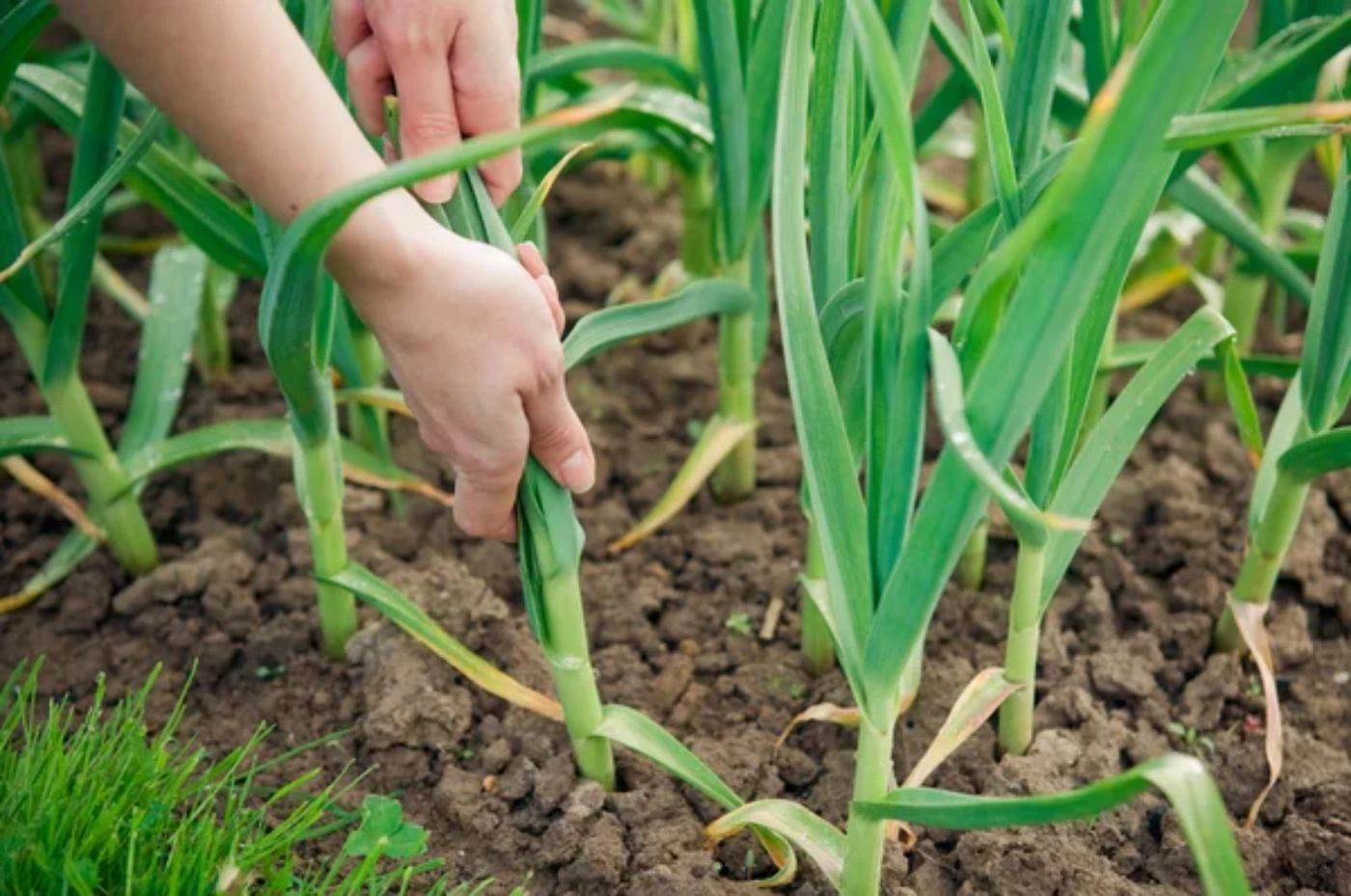 Where Is Garlic Grown in the US? (Best Growing Zone) - 🐝 BootstrapBee ...