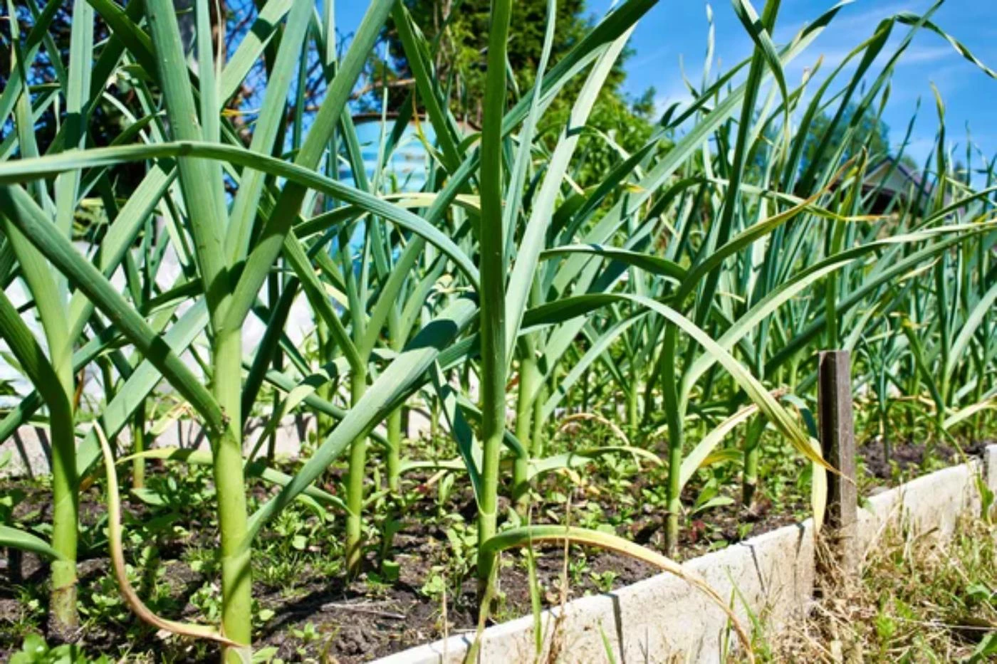 Where Is Garlic Grown in the US? (Best Growing Zone) - 🐝 BootstrapBee ...