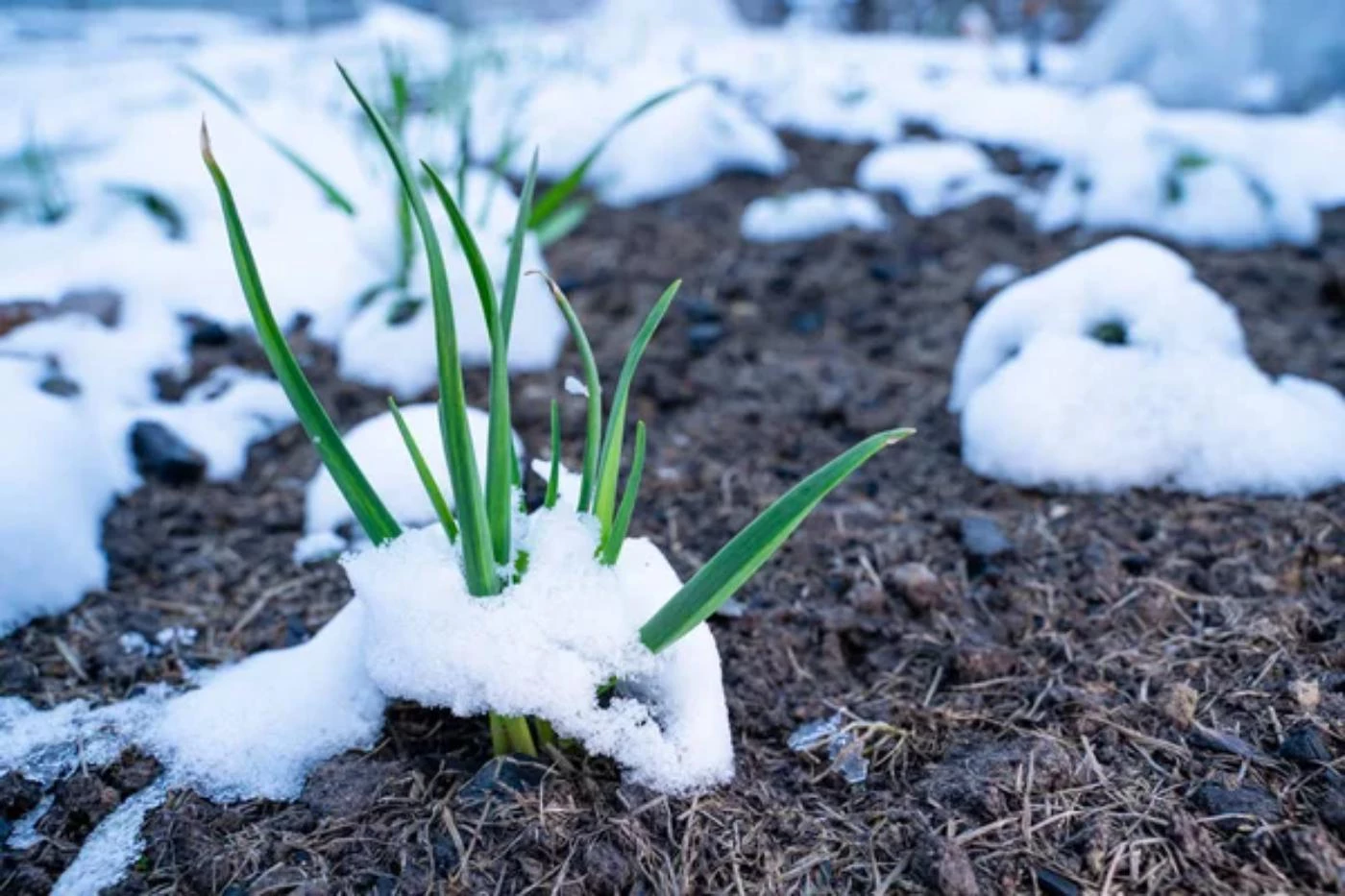 Can Garlic Plants Survive Frost? (How and for How Long) - 🐝 BootstrapBee.com - Actionable ...