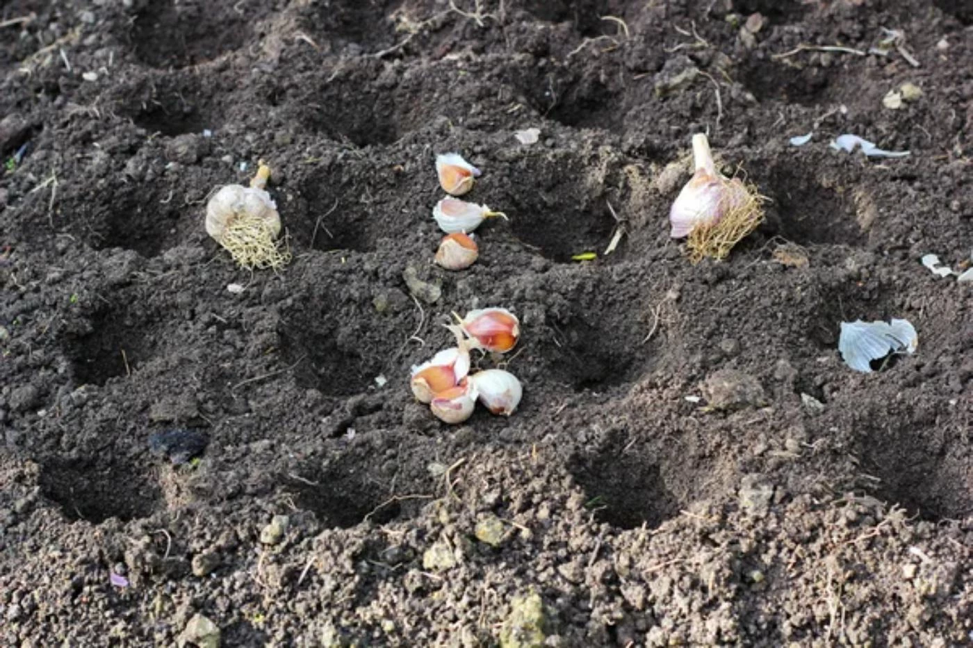 How Far Apart Can You Plant Garlic? (For Maximum Yield) - 🐝 ...