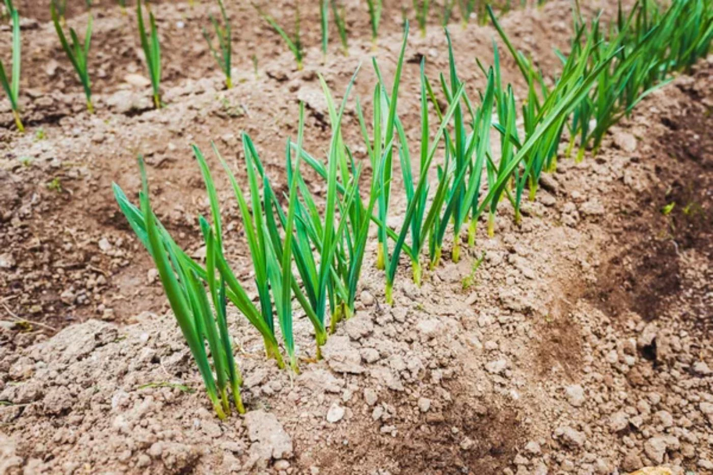 How Far Apart Can You Plant Garlic? (For Maximum Yield) - 🐝 ...
