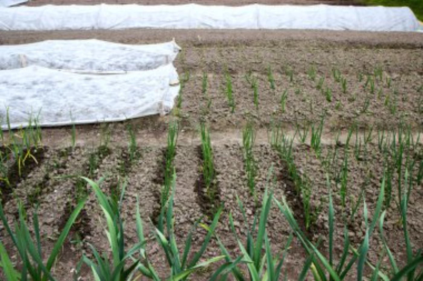 How Far Apart Can You Plant Garlic? (For Maximum Yield) - 🐝 ...