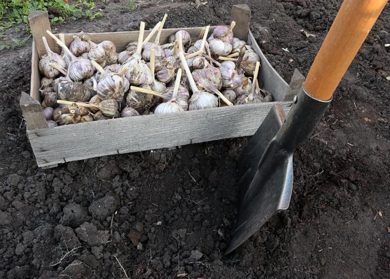 Garlic Farming Equipment You'll Need (With Costs) - 🐝 BootstrapBee.com ...