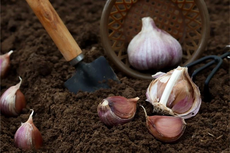 Garlic Farming Equipment You'll Need (With Costs) - 🐝 BootstrapBee.com ...