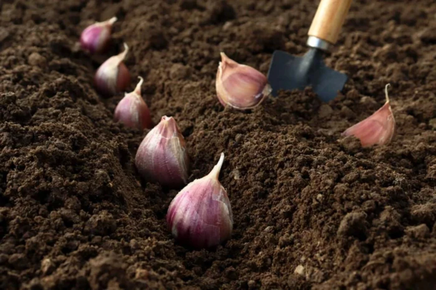 How Long Does Garlic Take to Grow? (Speed It Up) - 🐝 BootstrapBee.com - Actionable bootstrapping ...
