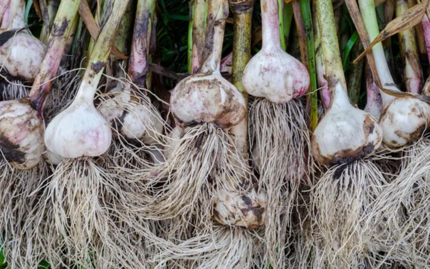 How to Harvest and Cure Garlic the Right Way - 🐝 BootstrapBee.com ...