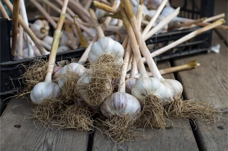 3 Best Types of Garlic Grown in Ontario - 🐝 BootstrapBee.com ...