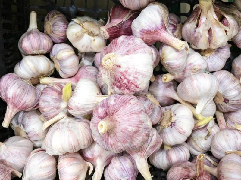 11 Most Common Types of Garlic Plants (With Pictures) - 🐝 BootstrapBee ...