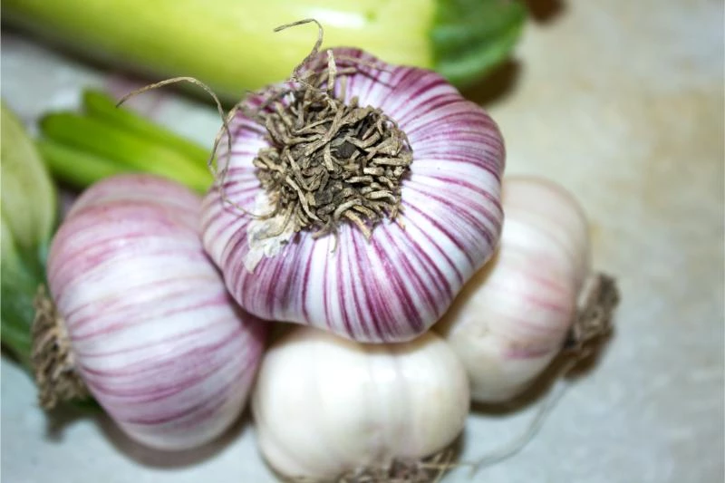 11 Most Common Types of Garlic Plants (With Pictures) - 🐝 BootstrapBee ...