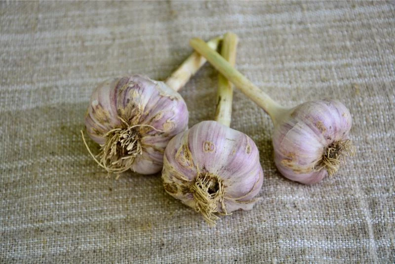 11 Most Common Types of Garlic Plants (With Pictures) - 🐝 BootstrapBee ...