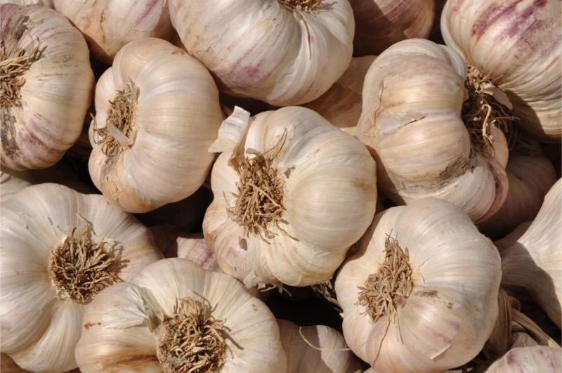 11 Most Common Types of Garlic Plants (With Pictures) - 🐝 BootstrapBee ...