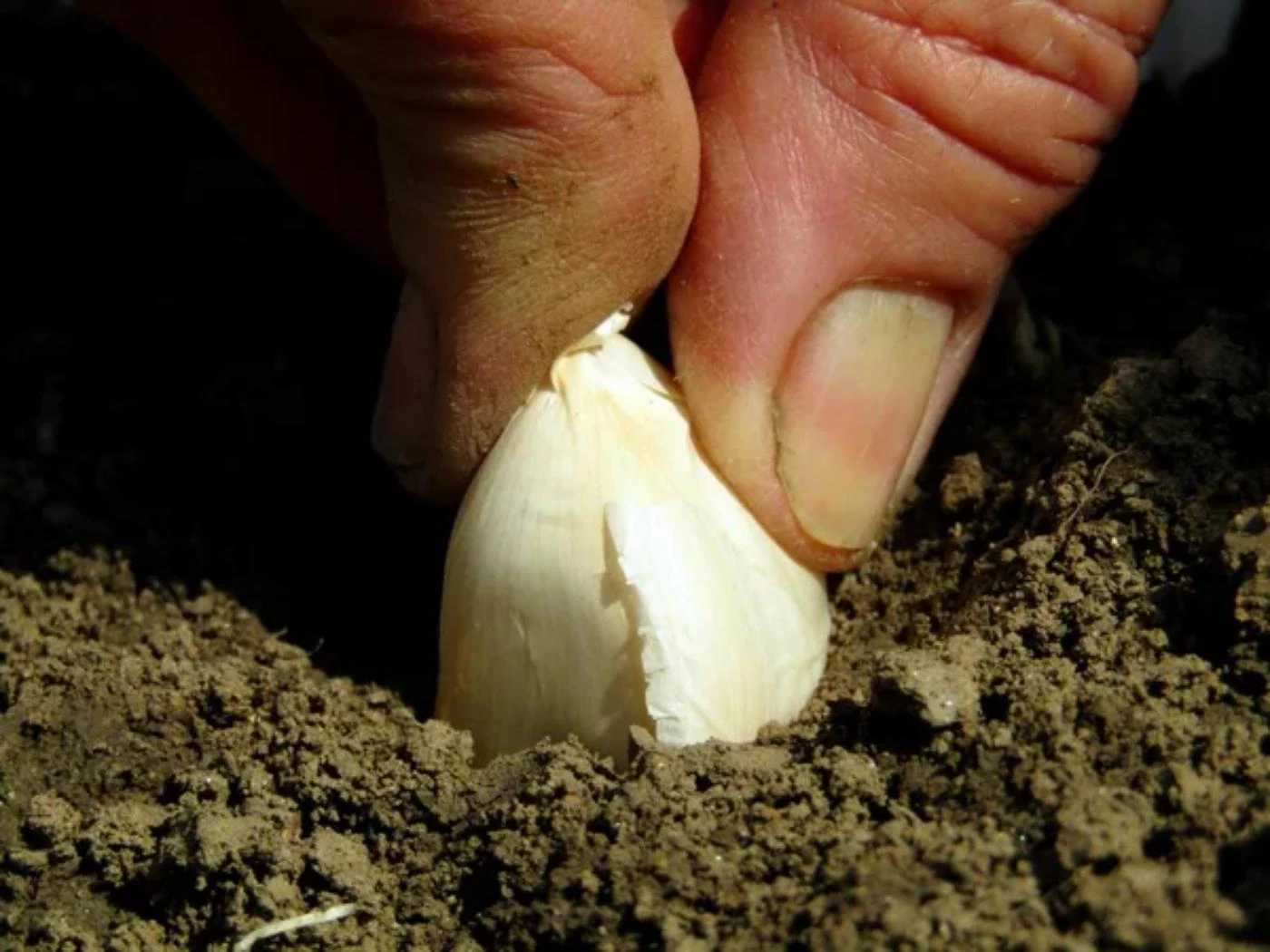 Where Does Garlic Grow? (Does It Grow Anywhere?) - 🐝 BootstrapBee.com ...