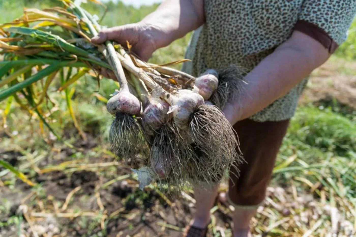 Where Does Garlic Grow? (Does It Grow Anywhere?) - 🐝 BootstrapBee.com ...